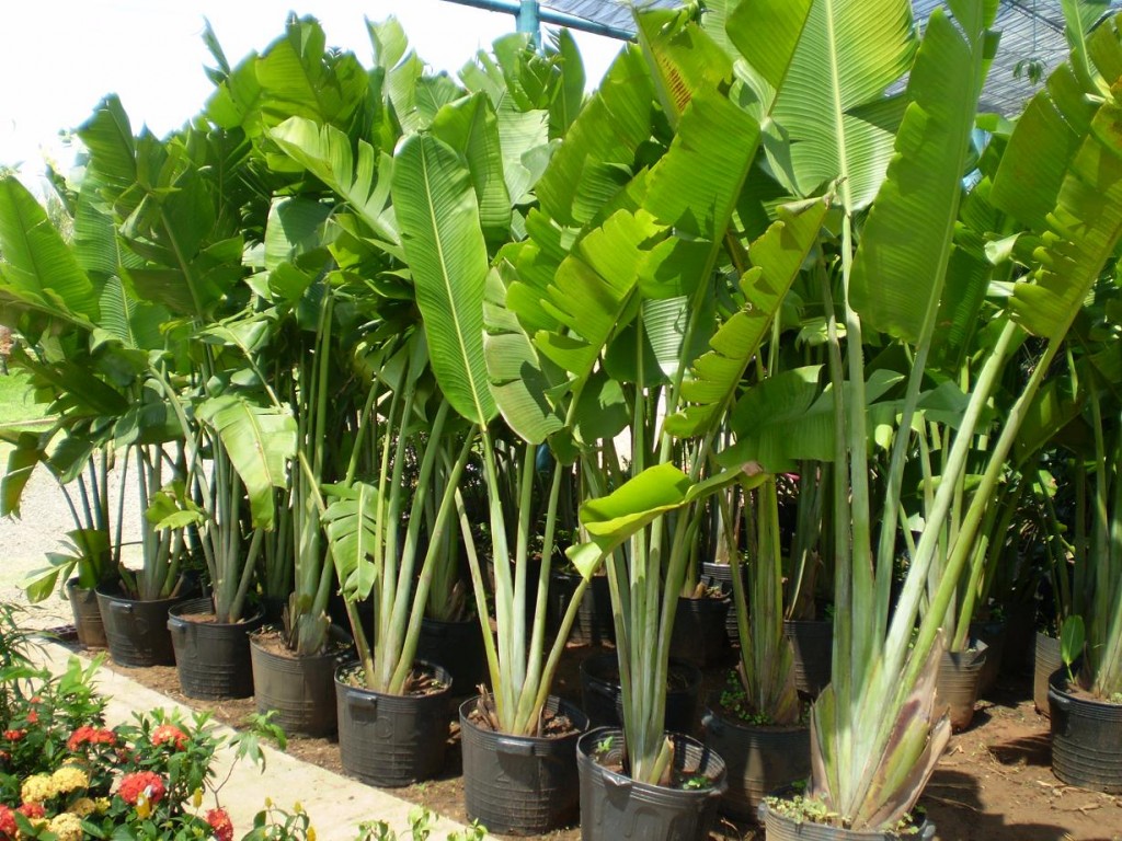 Travelers Palm - Heritage FarmsHeritage Farms